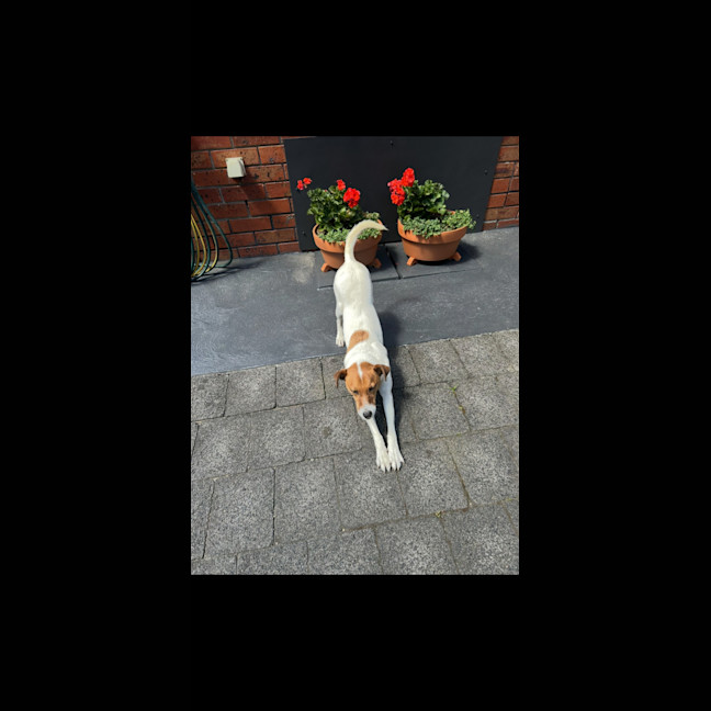 George - Small Male Jack Russell Terrier Dog in VIC - PetRescue