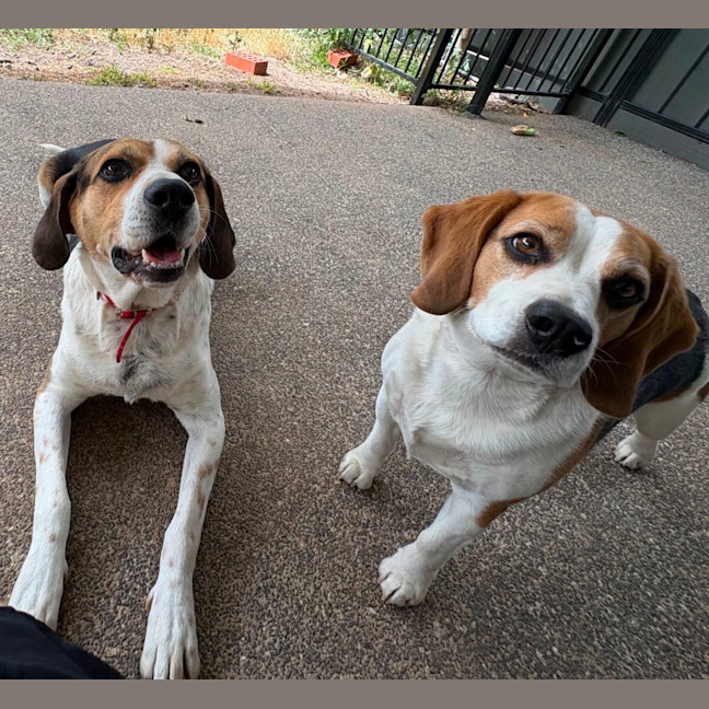 Mowgli & Barfi - Medium Male Beagle Dog in VIC - PetRescue