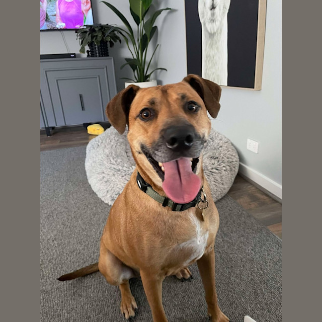 Trevor - Medium Male Rhodesian Ridgeback Mix Dog in VIC - PetRescue