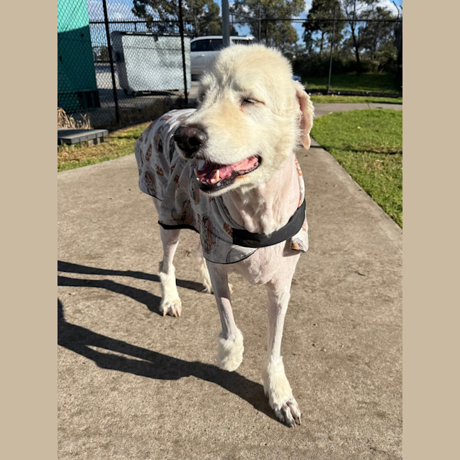Kimba - Large Male Maremma Sheepdog Mix Dog in VIC - PetRescue