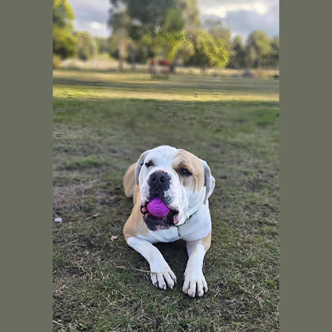 Groot - Large Male American Bulldog Mix Dog in TAS - PetRescue