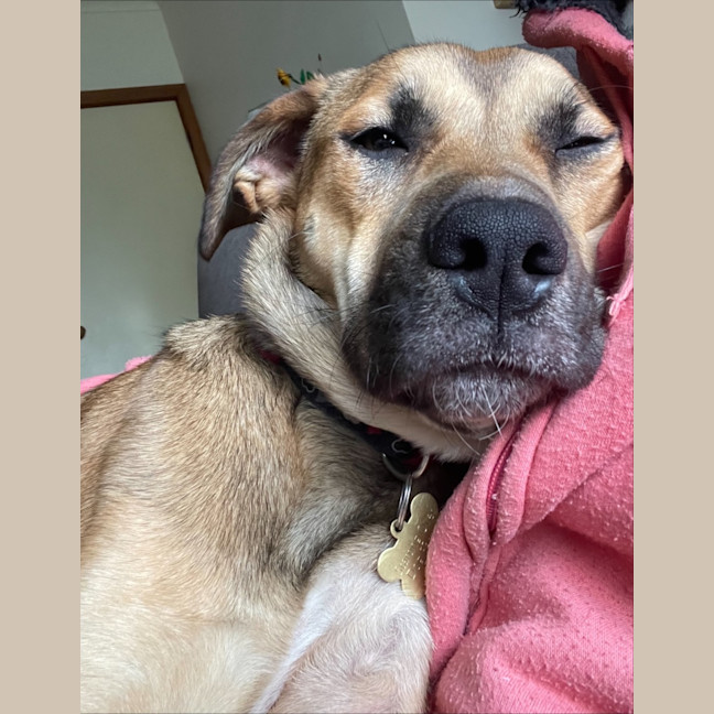 Mataya - Medium Female Rhodesian Ridgeback Mix Dog in VIC - PetRescue