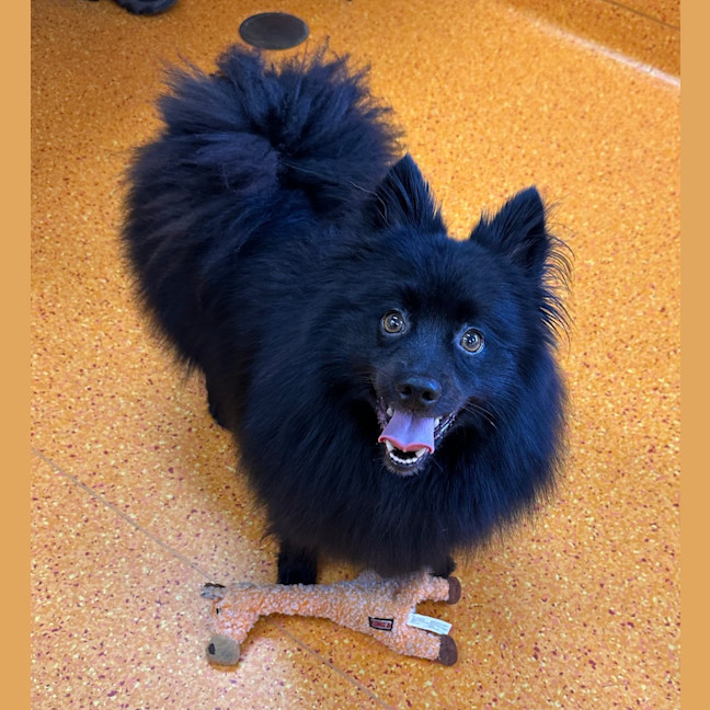 Odin - Small Male German Spitz Mix Dog in QLD - PetRescue