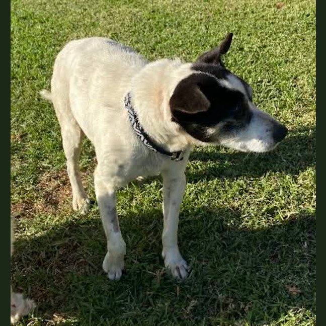 Rex - Small Male Fox Terrier (Miniature) Dog in NSW - PetRescue