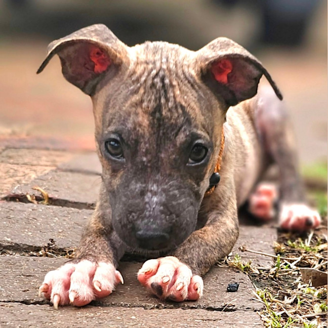 Ryder - Medium Male American Staffordshire Terrier Mix Dog in QLD - PetRescue