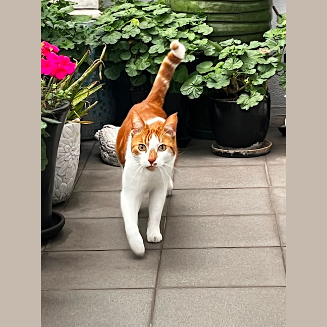 Ned - Male Domestic Short Hair (DSH) Cat in VIC - PetRescue