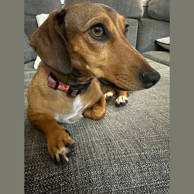 Frankie - Small Female Dachshund (Miniature Smooth Haired) Mix Dog in ...