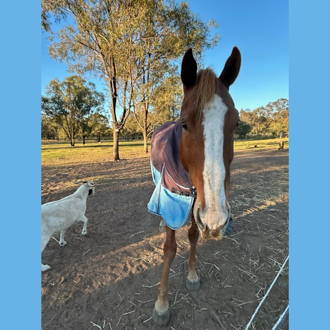 Big Red - Male Thoroughbred Horse in QLD - PetRescue