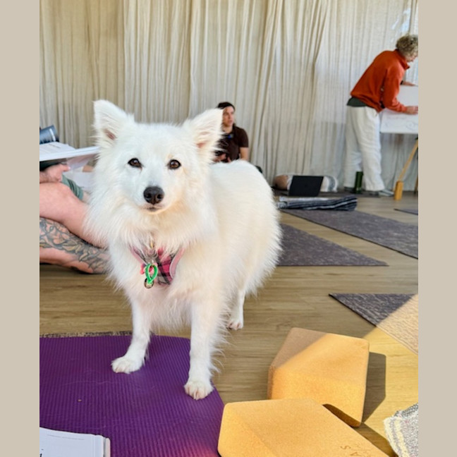 Kiko - Small Female Japanese Spitz Dog in VIC - PetRescue