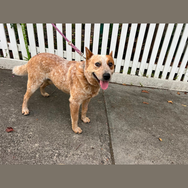 Mateo - Medium Male Australian Cattle Dog Dog in VIC - PetRescue