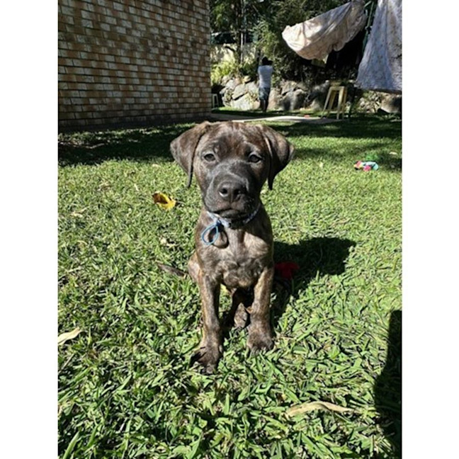 Lucky - Large Male Rhodesian Ridgeback x Staffy Dog in QLD - PetRescue