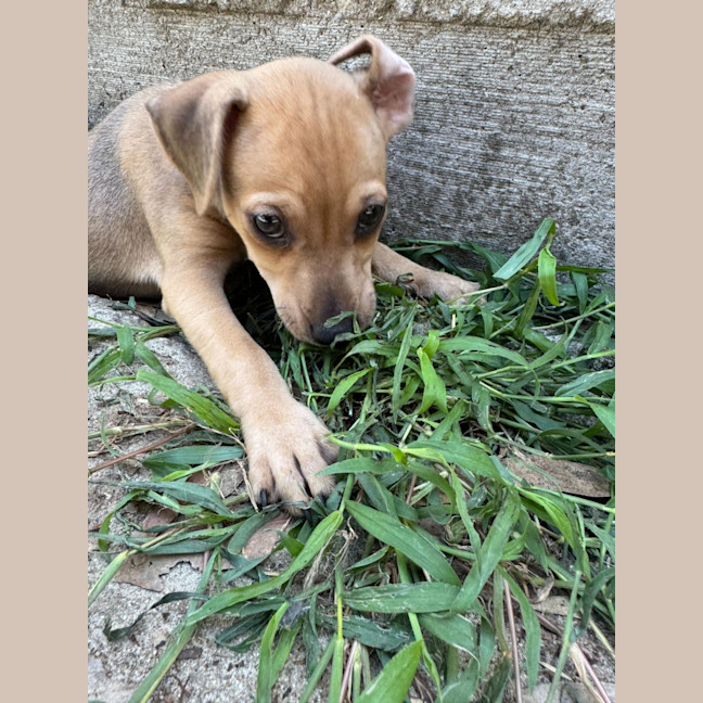 Oracle - Small Male Jack Russell Terrier Mix Dog in NSW - PetRescue