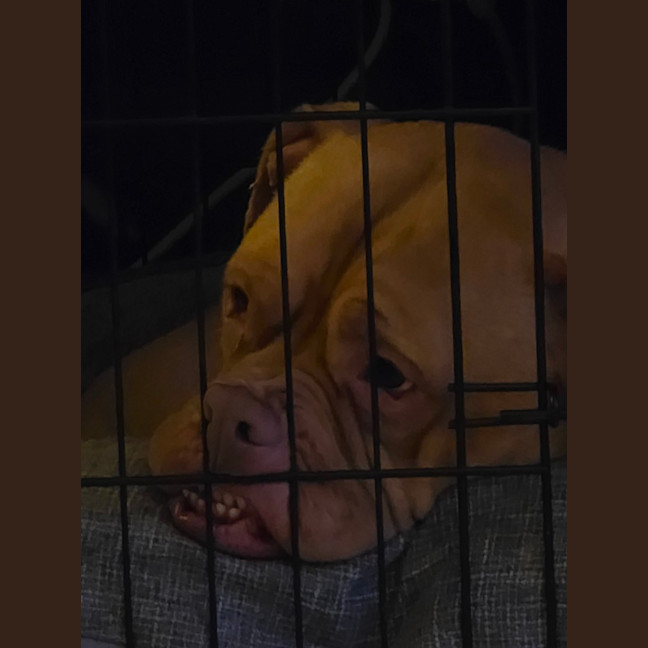 Alfredo - Medium Male Dogue de Bordeaux Mix Dog in VIC - PetRescue