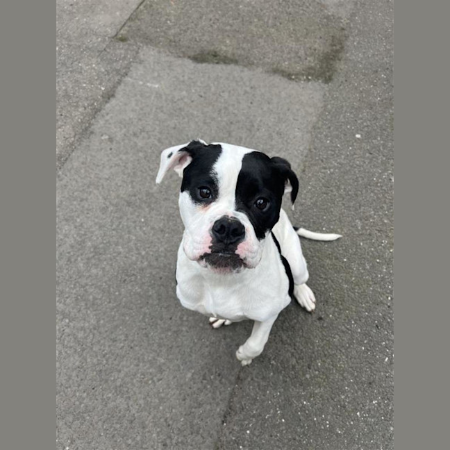 Biggy - Medium Male American Bulldog x Boxer Dog in VIC - PetRescue