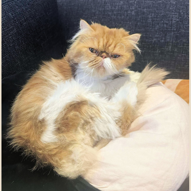 😽Linus😽 - Male Persian Cat in VIC - PetRescue