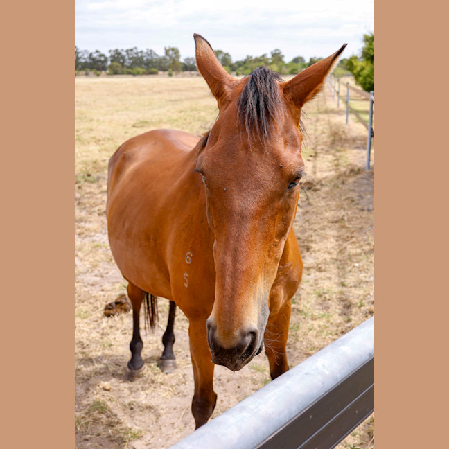 Dudey - Female Thoroughbred Mix Horse in WA - PetRescue