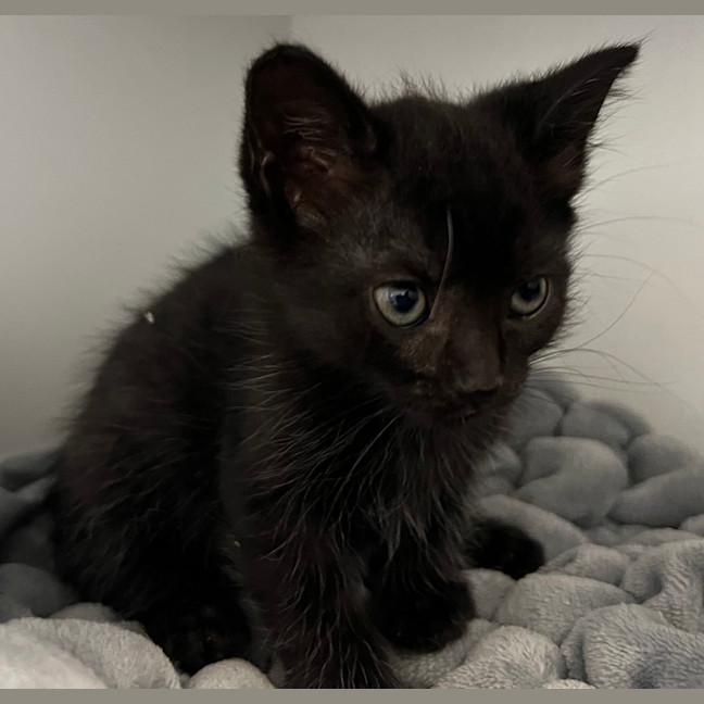 Kedi - Female Domestic Short Hair Mix Cat in QLD - PetRescue