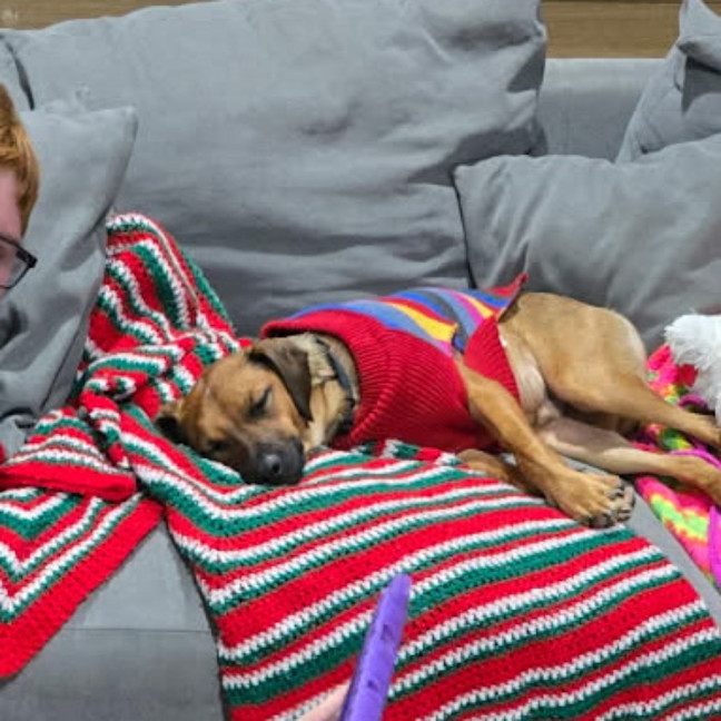 Finlay - Small Male Australian Kelpie Mix Dog in QLD - PetRescue