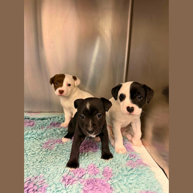 Taharo - Small Female Jack Russell Terrier Mix Dog in VIC - PetRescue