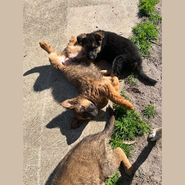 Leipzig - Large Female German Shepherd Dog x Australian Cattle Dog Mix ...