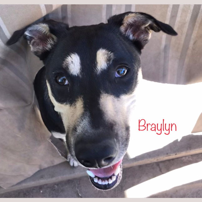 Braylyn - Medium Female Australian Kelpie x Border Collie x Irish ...