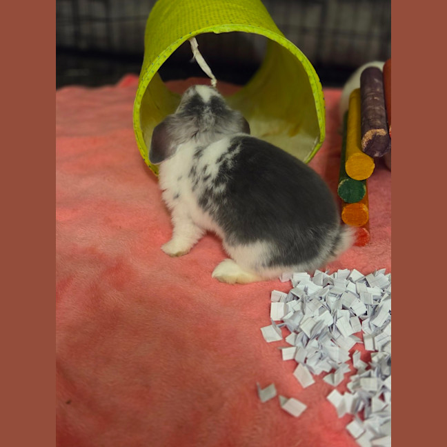 Kimmy - Female Mini Lop Mix Rabbit in VIC - PetRescue