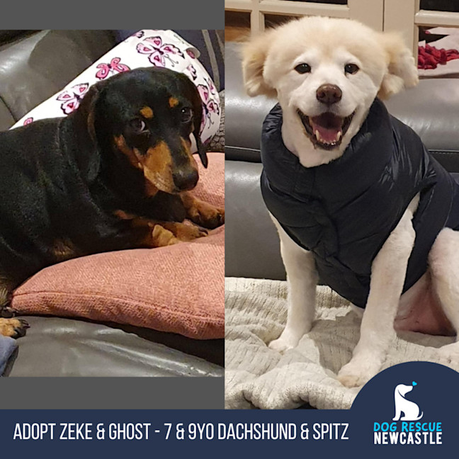 Ghost & Zeke - 9&7 YO Spitz & Dachshund - Small Male Japanese Spitz x ...