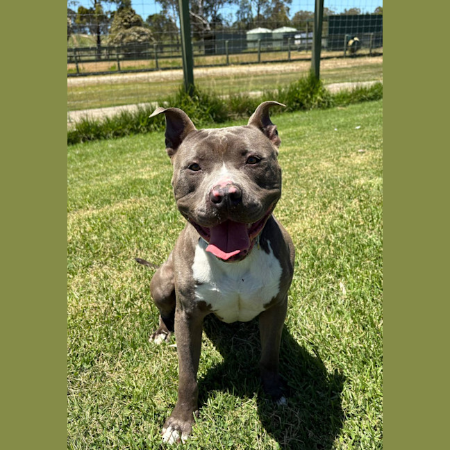 Chino - Large Male Staffordshire Bull Terrier Mix Dog in VIC - PetRescue