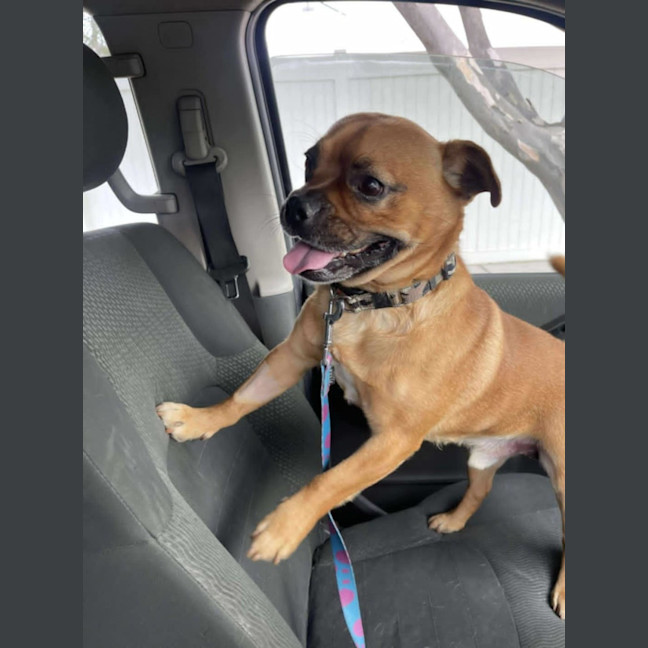Doug - Small Male Pug x Jack Russell Terrier Mix Dog in VIC - PetRescue