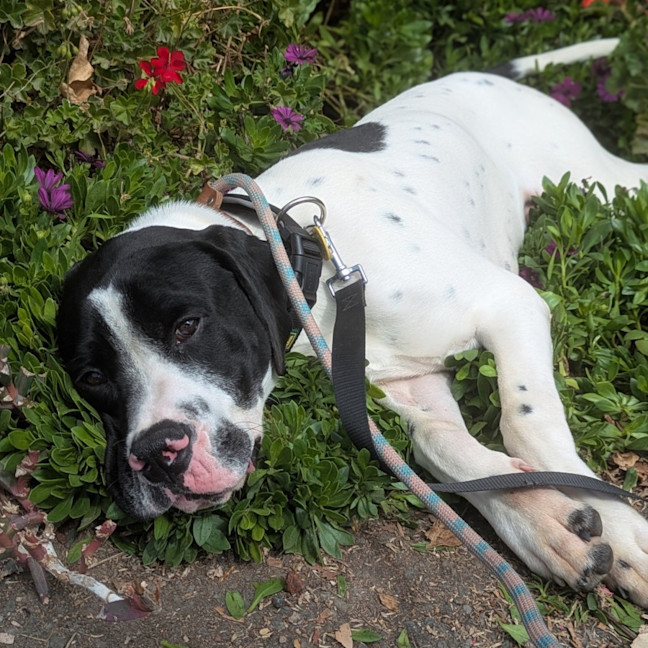 Elmo - Medium Male English Pointer Mix Dog in VIC - PetRescue
