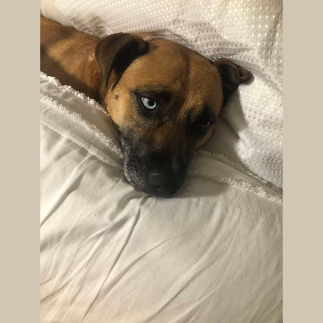 Narla - Medium Female Mixed breed Dog in VIC - PetRescue