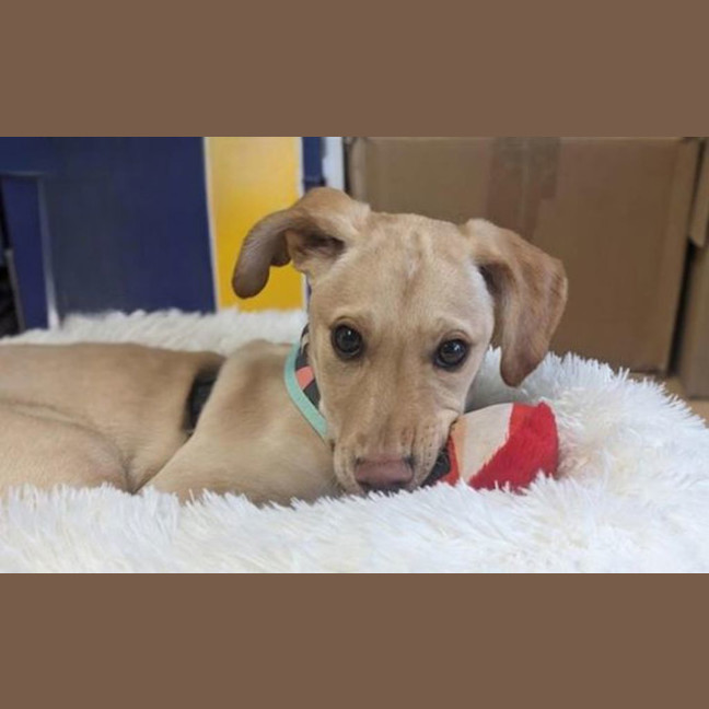 Dougie - Small Male Kelpie Mix Dog in VIC - PetRescue