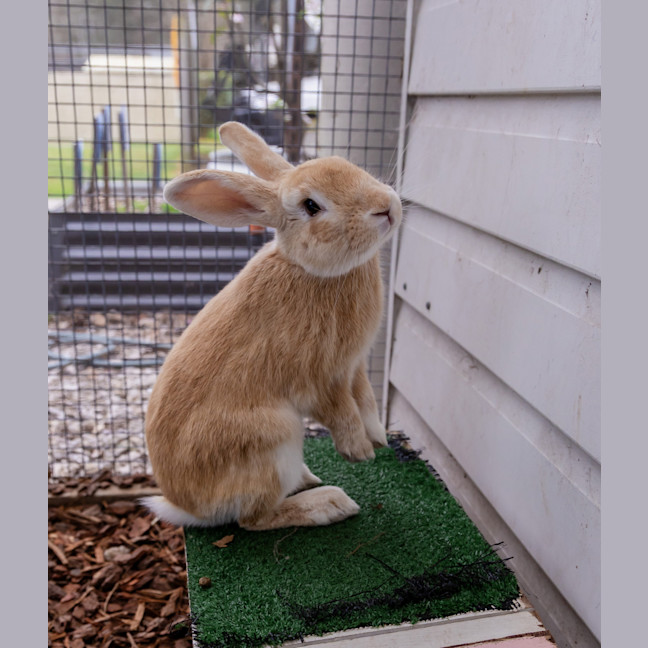 Porridge - Male Rex Mix Rabbit in NSW - PetRescue