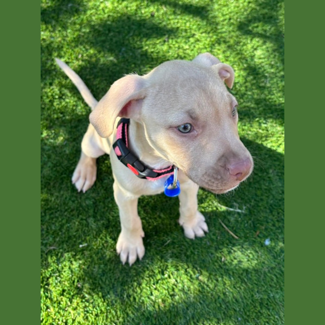 Squishy - 11 Week Old Staffy X - Medium Female American Staffordshire Terrier Mix Dog in NSW ...