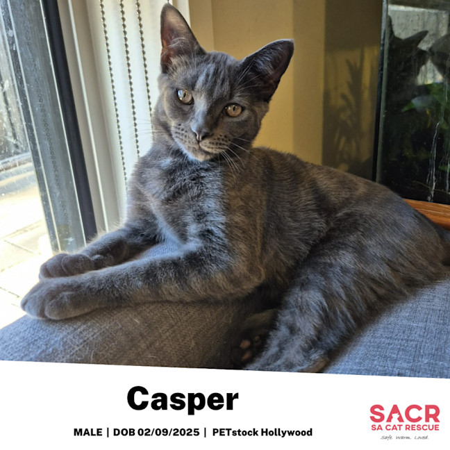 Casper - Male Domestic Short Hair (DSH) Cat in SA - PetRescue