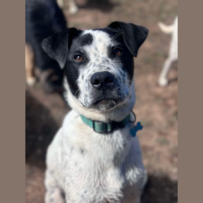 Freckles - Large Male Maremma Sheepdog x Mastiff Mix Dog in VIC - PetRescue