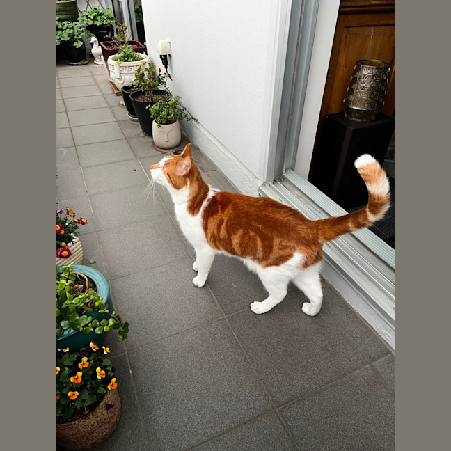 Ned - Male Domestic Short Hair (DSH) Cat in VIC - PetRescue