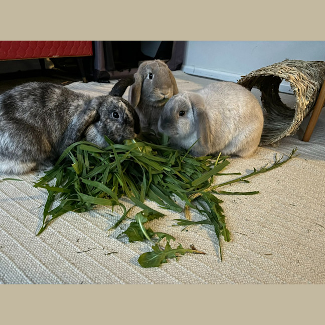 Celia / Ginger / Bonnie - Female Domestic Rabbit in VIC - PetRescue