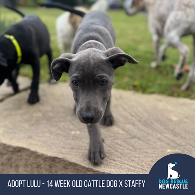 Lulu - 14 Week Old Cattle Dog X Staffy - Medium Female Australian ...