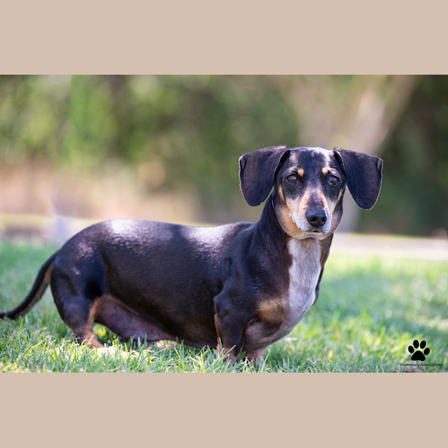 Henry - Small Male Dachshund x Jack Russell Terrier Mix Dog in NSW ...