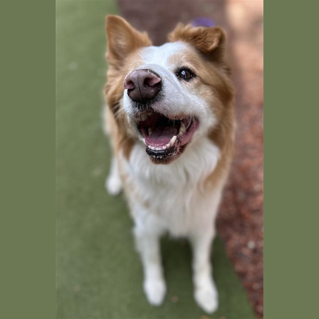 Milo - Medium Male Border Collie Dog in VIC - PetRescue