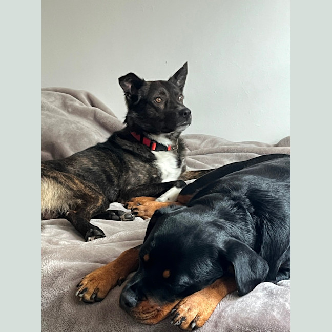 Tango - Medium Male German Shepherd Dog Mix Dog in VIC - PetRescue