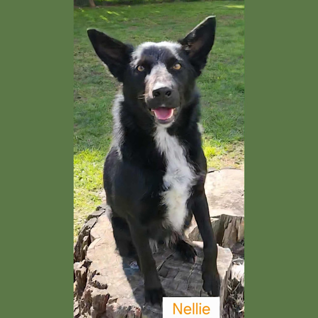 Nellie - Medium Female Australian Kelpie x Border Collie Mix Dog in NSW - PetRescue