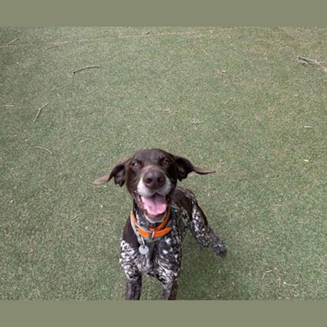 Hunter - Small Male German Shorthaired Pointer Mix Dog in VIC - PetRescue