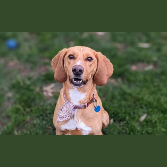 Luna - Medium Female Beagle x Rhodesian Ridgeback Mix Dog in VIC ...