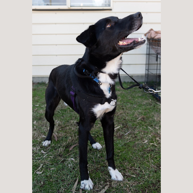 Freddie - Medium Male Border Collie x Australian Kelpie Mix Dog in QLD - PetRescue