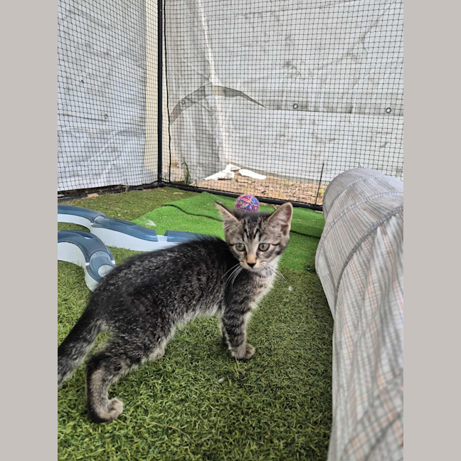 Gertie - Female Domestic Short Hair (DSH) Mix Cat in NSW - PetRescue