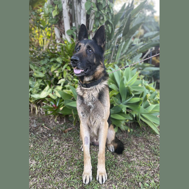 Fletcher - Large Male German Shepherd Dog Dog in QLD - PetRescue