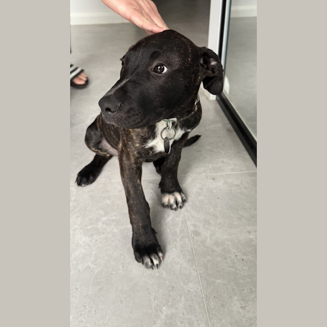 Donald - Small Male American Staffordshire Terrier Dog in NSW - PetRescue