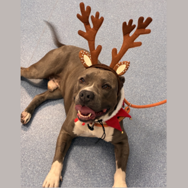 Rugar - Medium Male American Staffordshire Terrier Dog in QLD - PetRescue